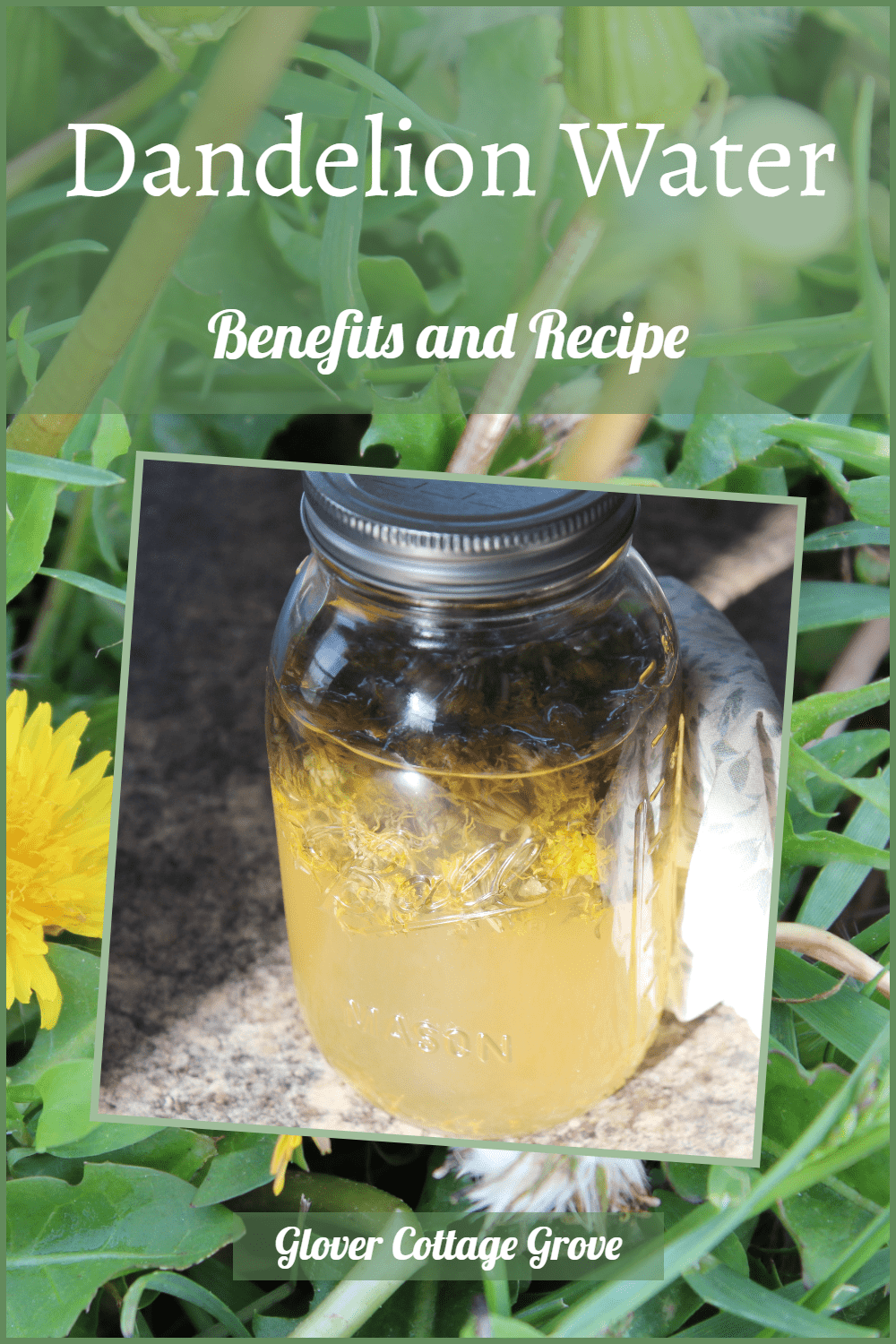 The Benefits of Dandelion Water and How to Make It - Glover Cottage Grove